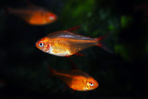 Buy Muzel Red Cherry Tetra for sale at AzGardens.com
