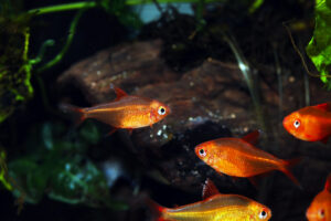 Buy Muzel Red Cherry Tetra for sale at AzGardens.com