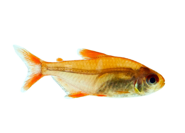 Buy Muzel Red Cherry Tetra for sale at AzGardens.com