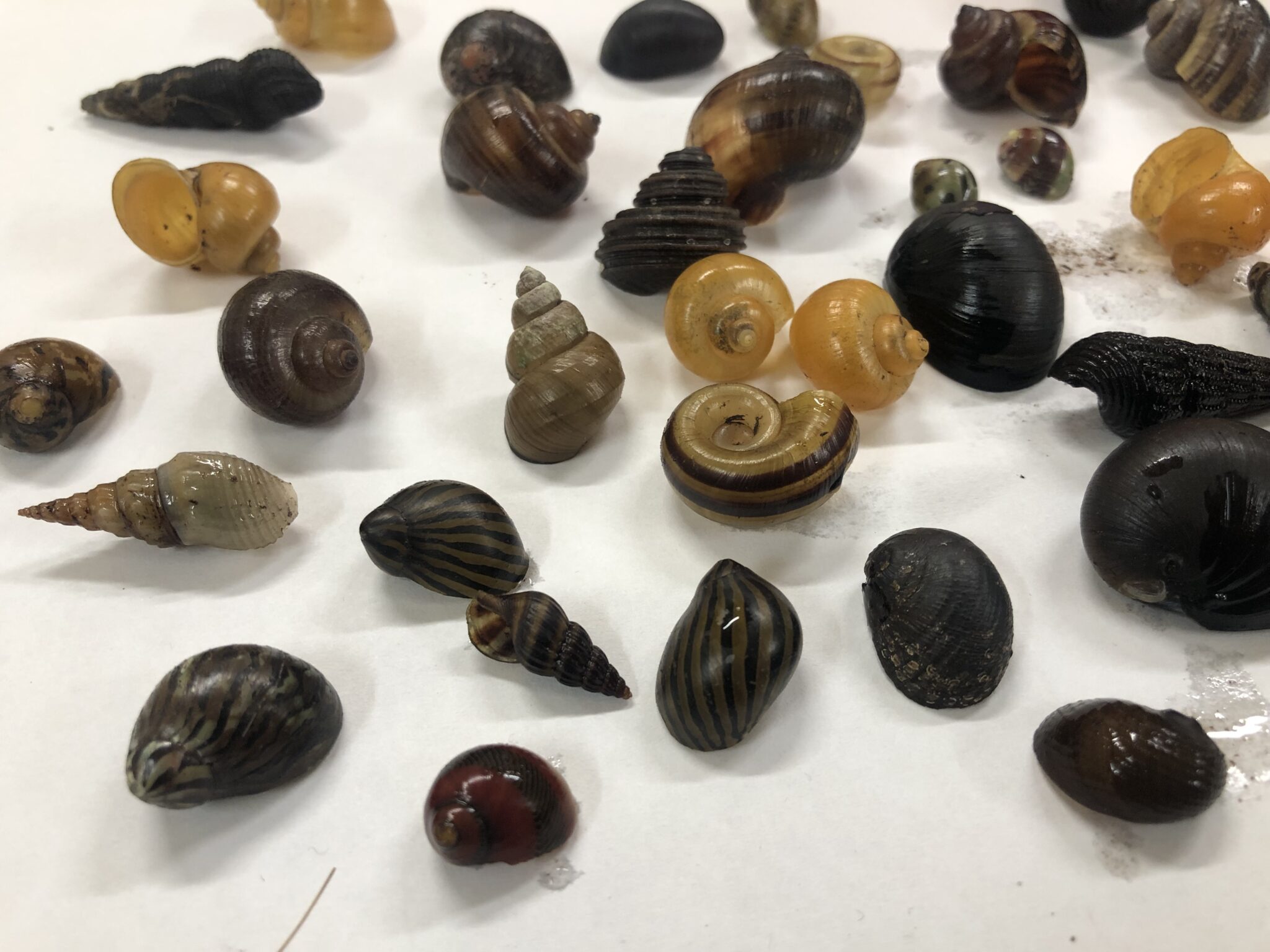 Assorted Empty Snail Shells for sale at azgardens.com