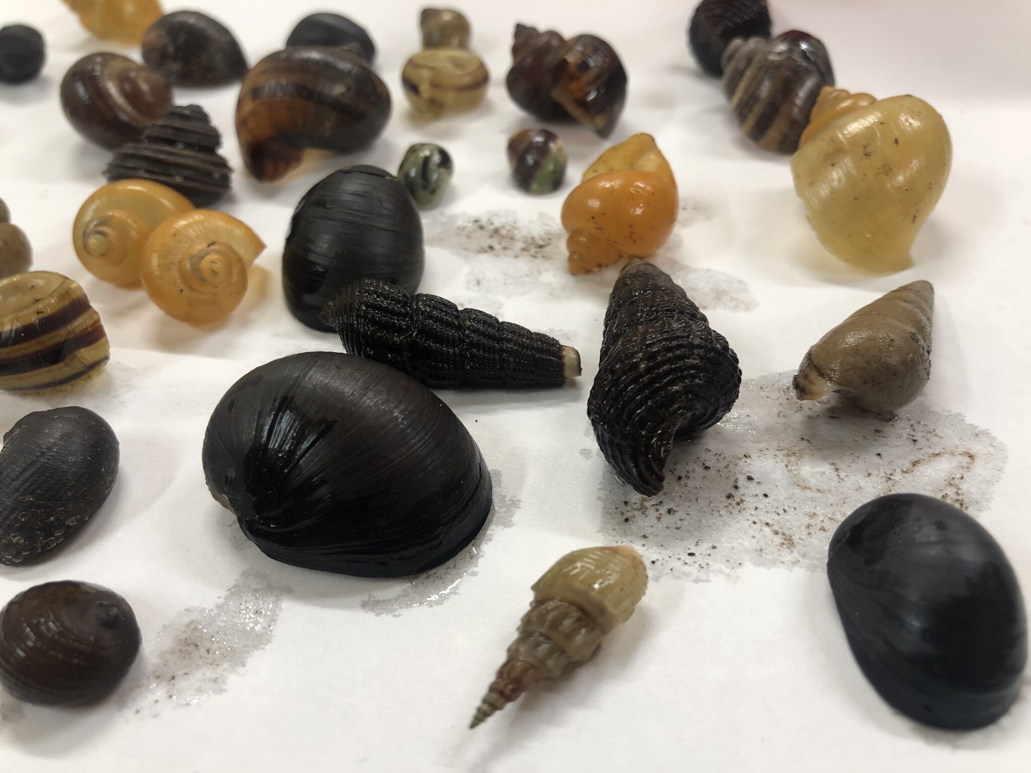 Assorted Empty Snail Shells for sale at azgardens.com