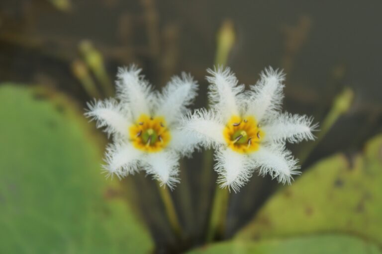 Large White Snowflake or Nymphoides indica Floating Plant