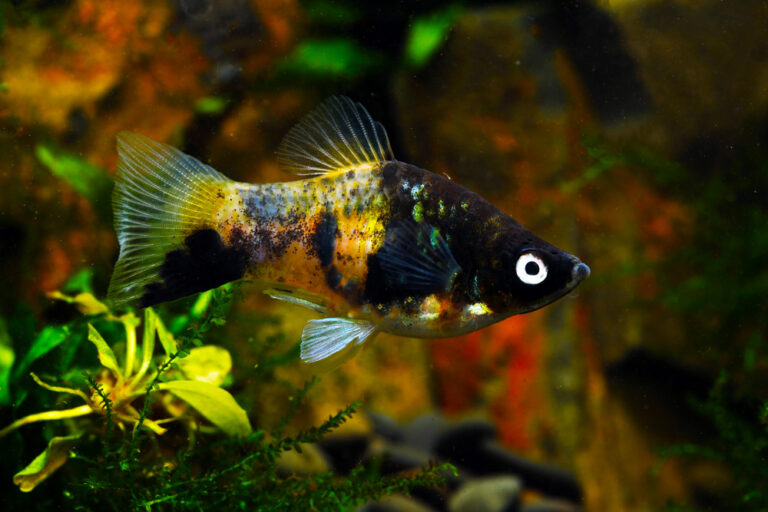 Red Tiger Platy for sale at Arizona Aquatic Gardens azgardens.com