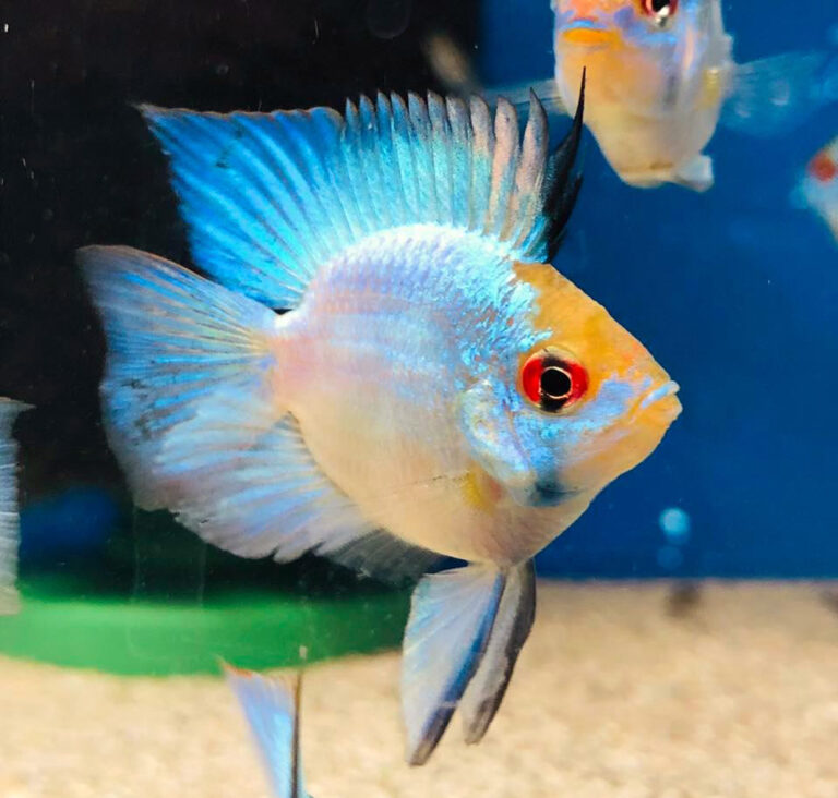 Dwarf Balloon Ram Cichlid| Arizona Aquatic Gardens