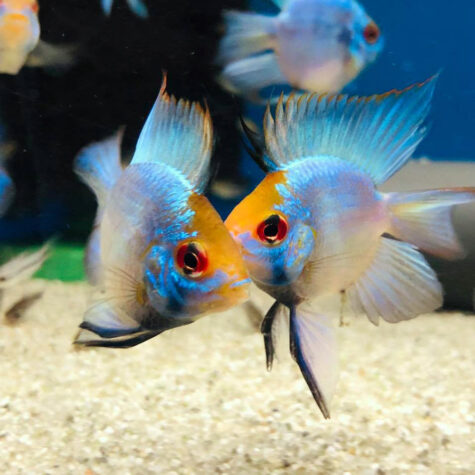 Dwarf Balloon Ram Cichlid| Arizona Aquatic Gardens