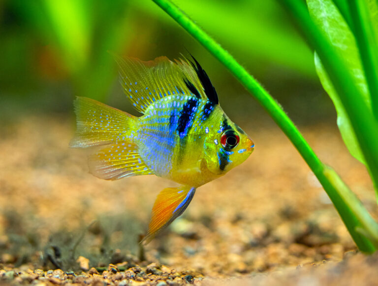 Dwarf Balloon Ram Cichlid| Arizona Aquatic Gardens