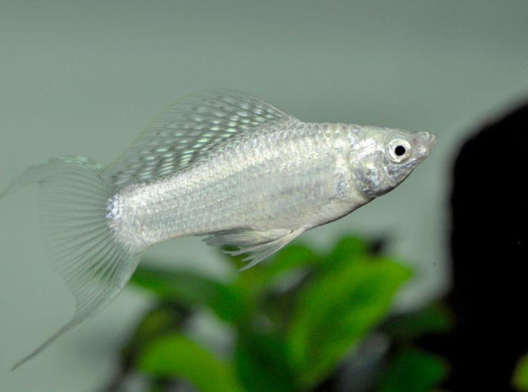 Silver Molly | Arizona Aquatic Gardens