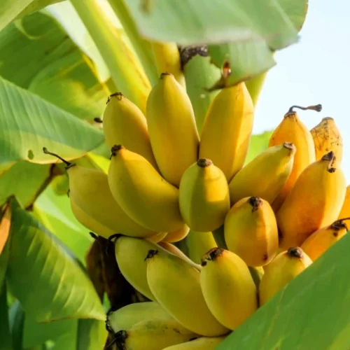 "Truly Tiny" Dwarf Banana Tree Tree for sale AzGardens.com