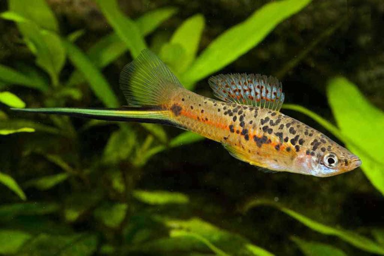 Fabulous Green Swordtail Xiphophorous hellerii at AzGardens